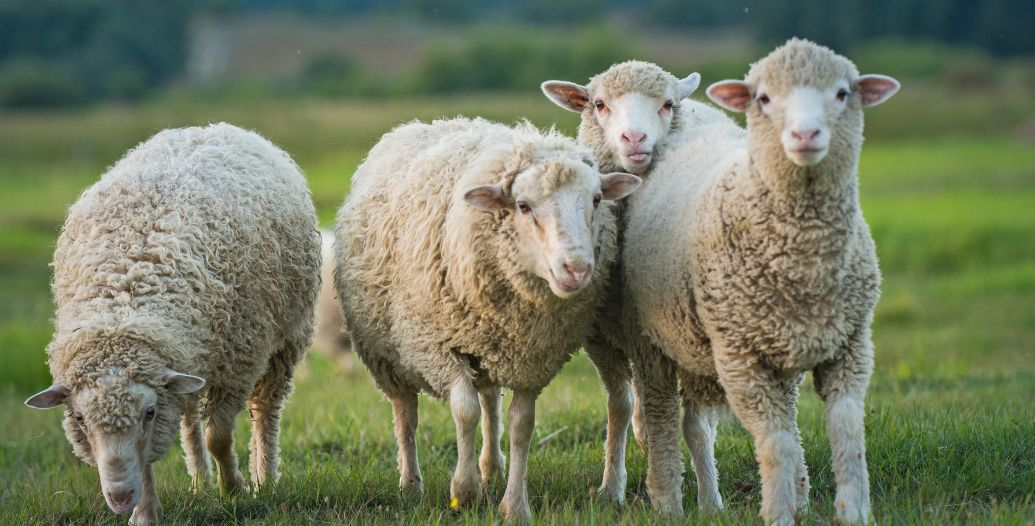 Utilização de pele de ovinos e caprinos no artesanato
