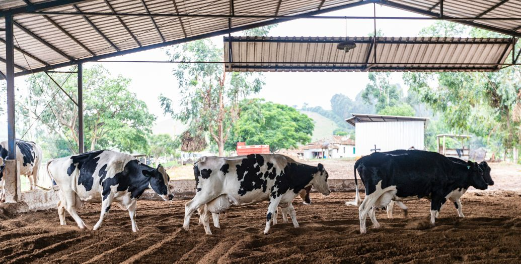 Por dentro do sistema Compost Barn